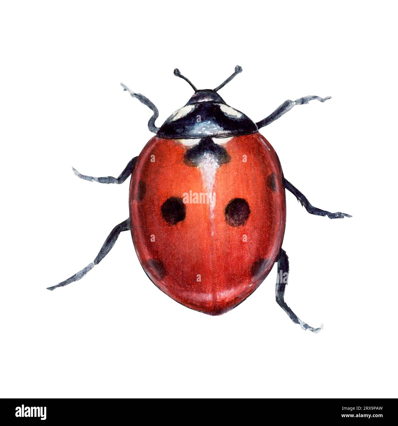 Watercolor illustration of ladybird hand-drawn on white background ...