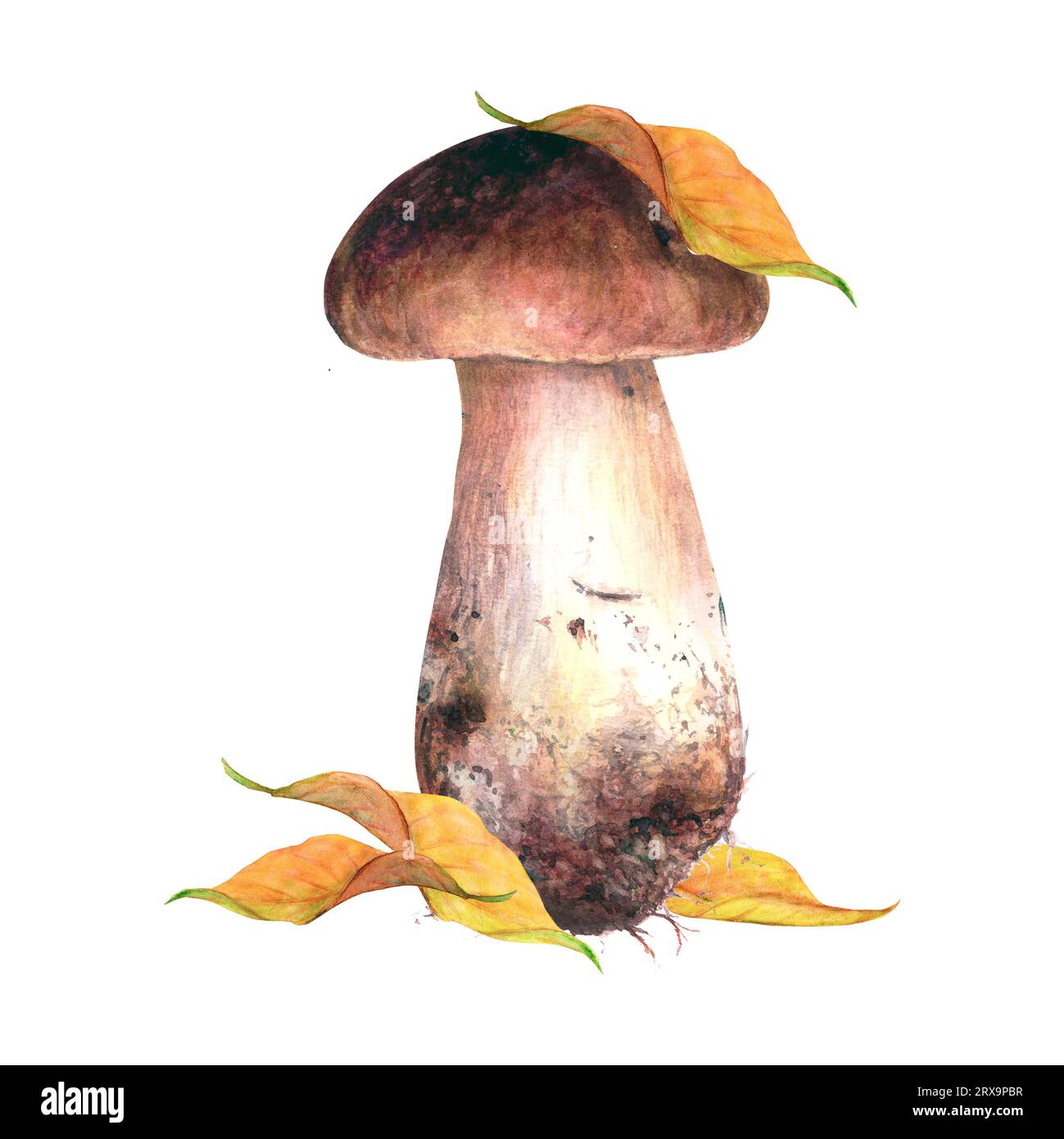 Watercolor illustration of boletus mushroom and autumn leaves hand ...