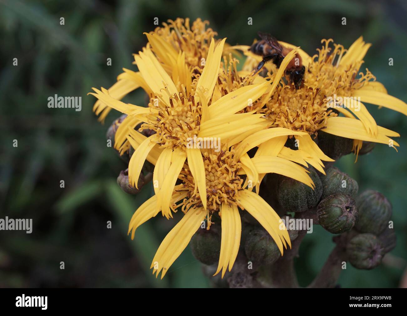 Flowers of Ligularia dentata bloom at Oyama Mountain in Kanagawa ...