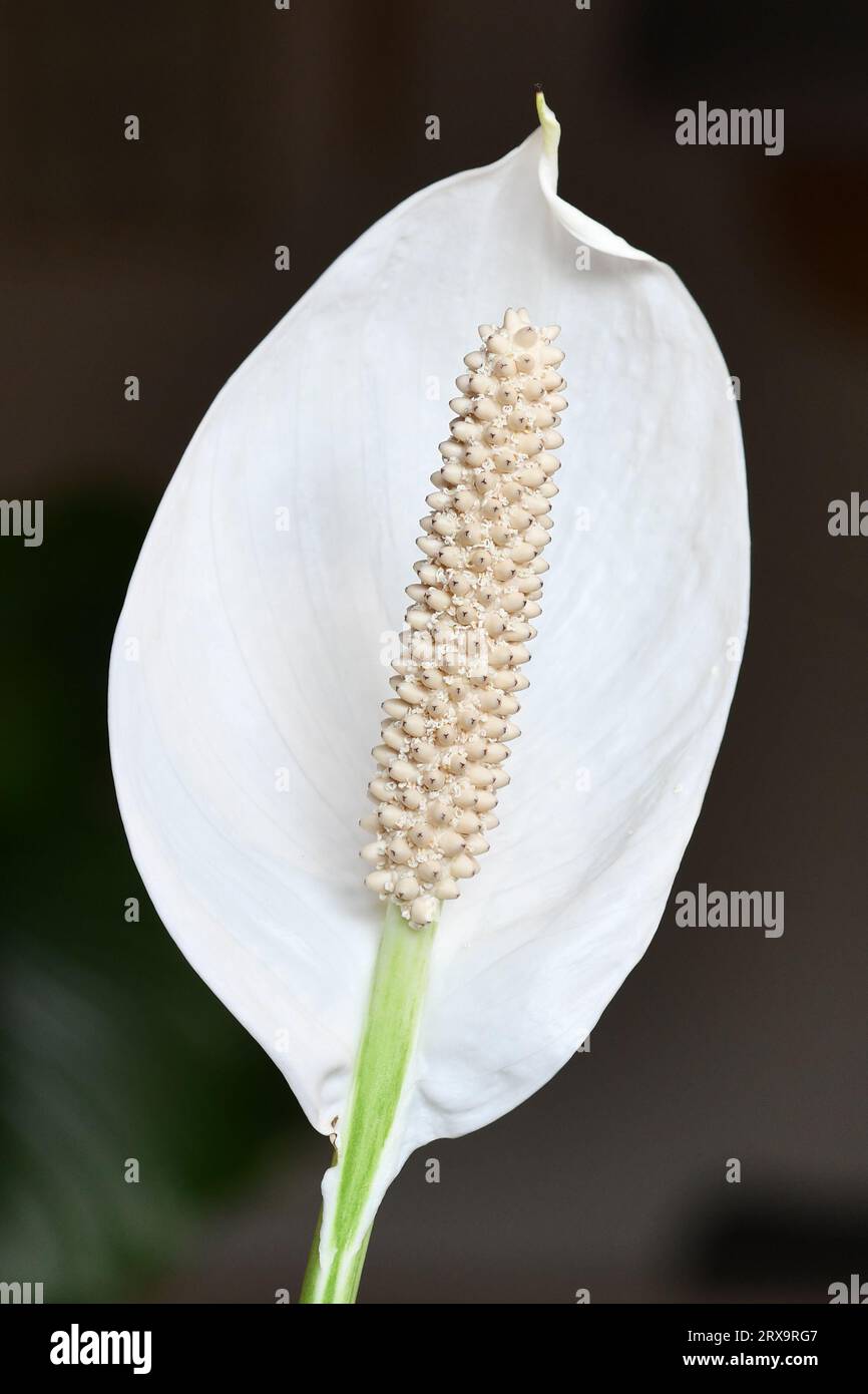Peace lily flower hi-res stock photography and images - Alamy