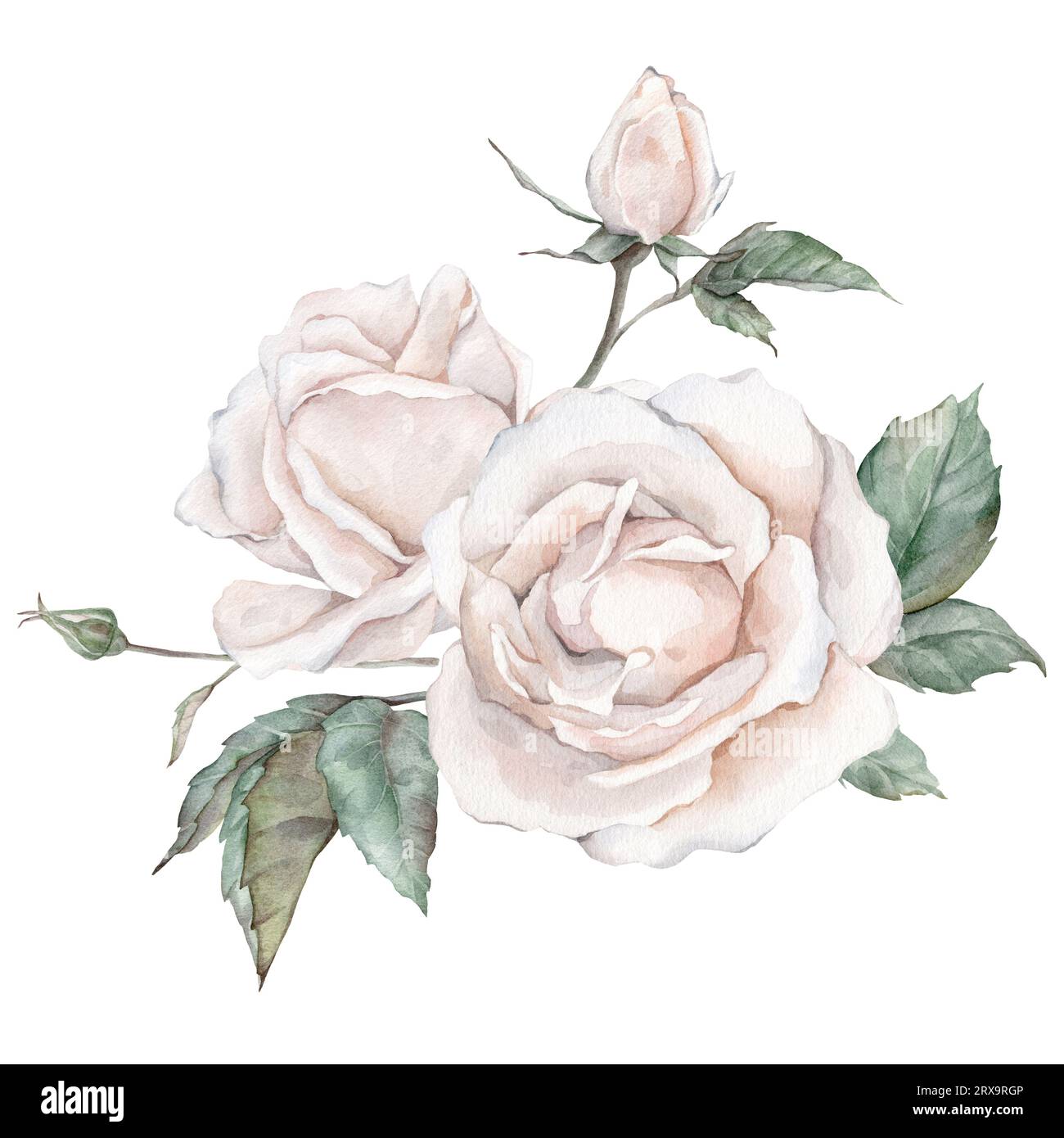 White roses watercolor illustration. hand drawn, isolated white ...