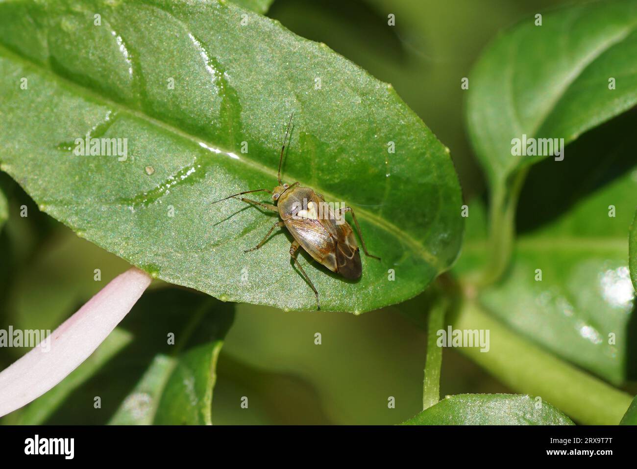 Closeup of a small plantbug Lygus pratensis on a leaf. Tribe Mirini ...