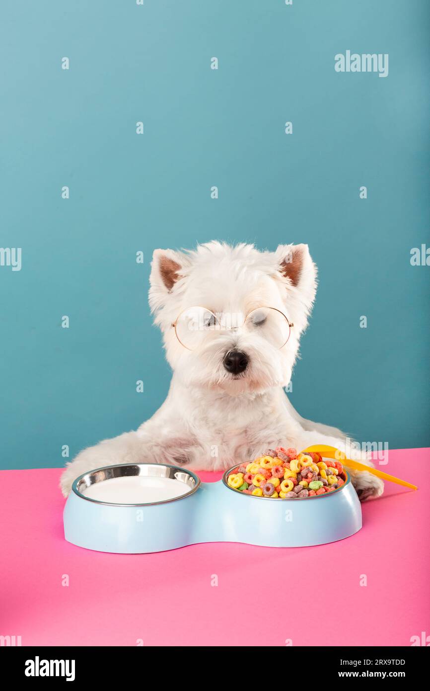 A dog with glasses has breakfast with corn flakes and milk. High ...