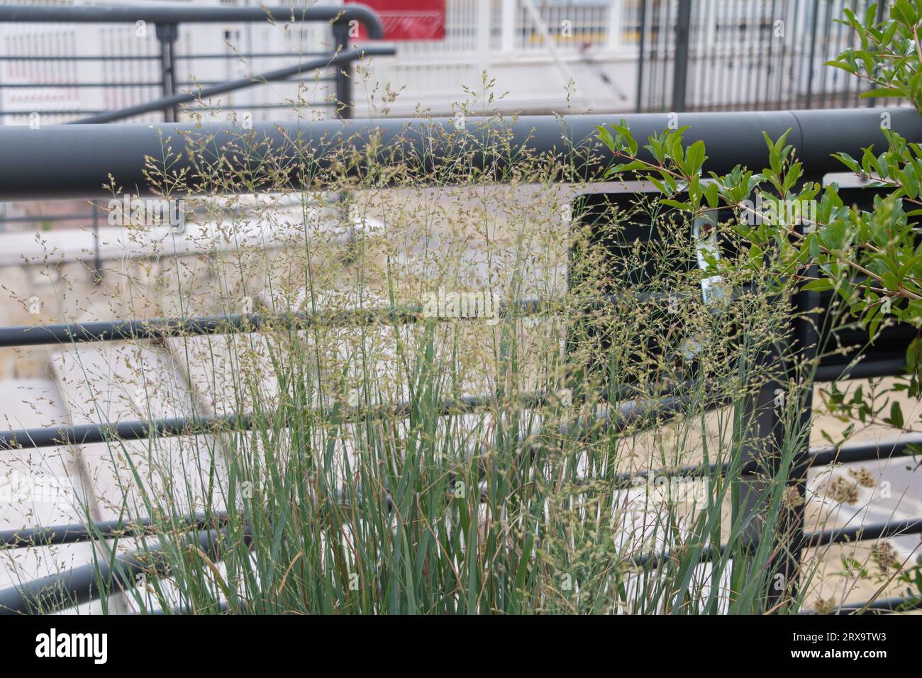 A Panicum virgatum plant growing out of the ground next to a fence ...