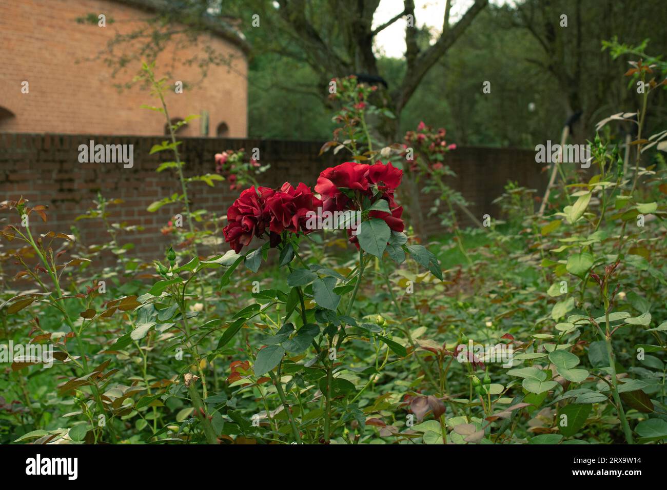 Wild red roses in Poland. Beautiful background of wild roses in ...