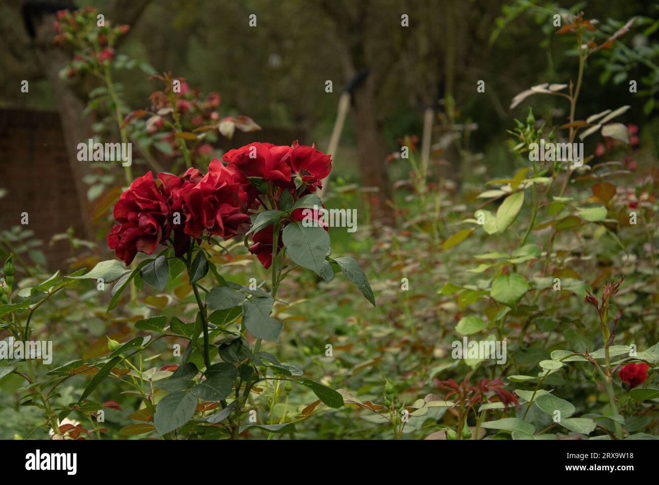 Wild red roses in Poland. Beautiful background of wild roses in ...