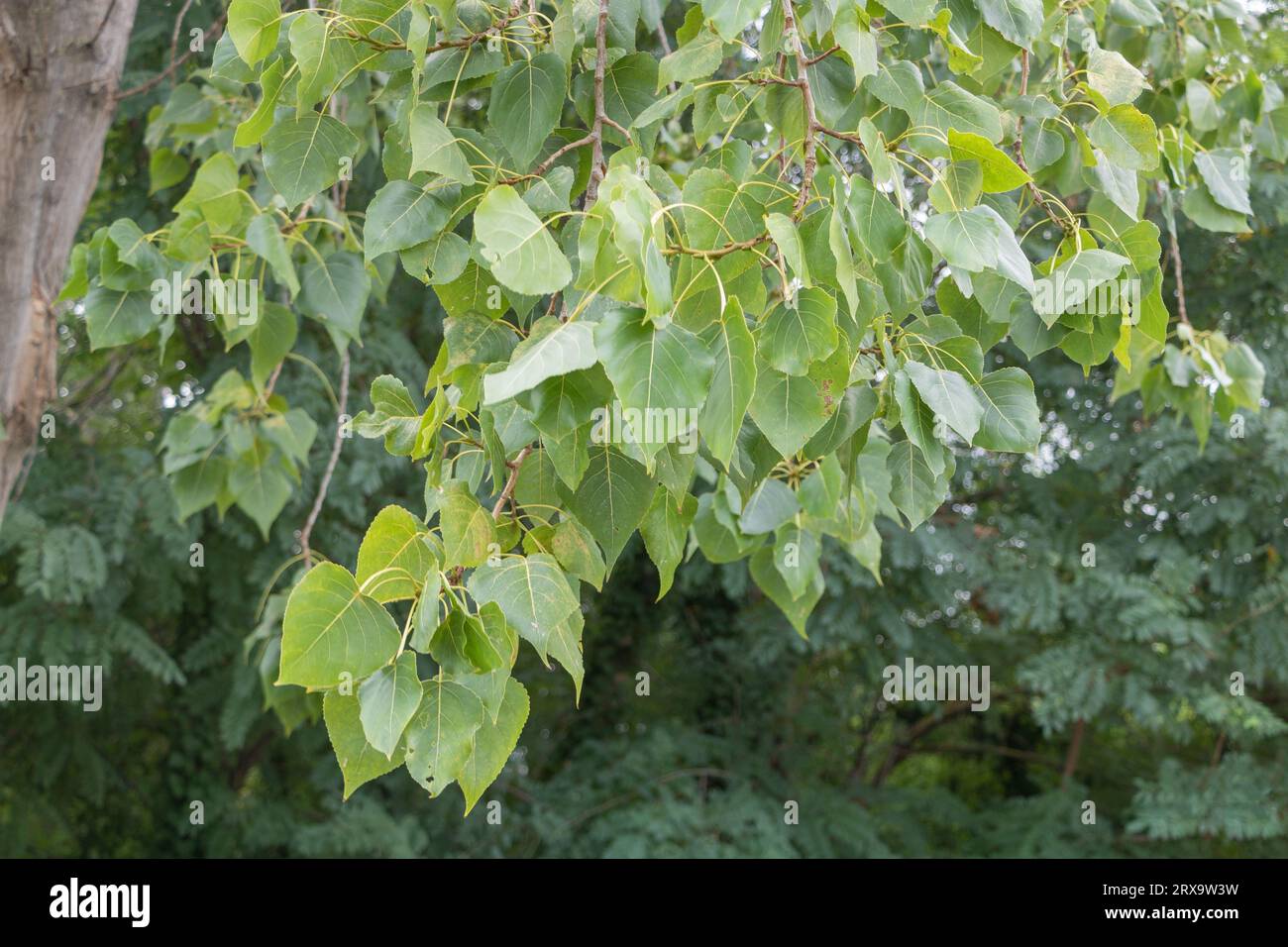 A Populus tree with lots of green leaves on it Stock Photo - Alamy