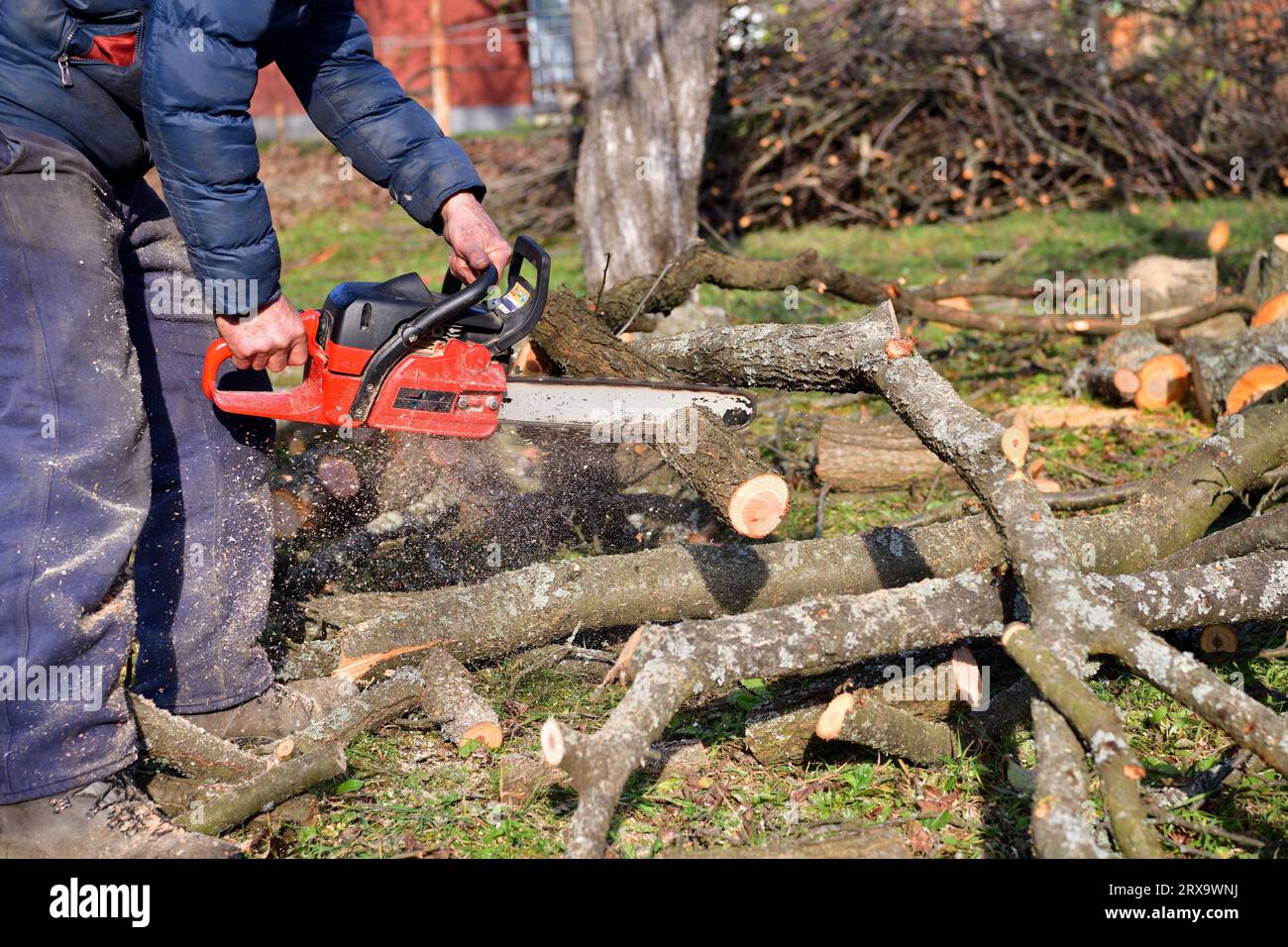 The traditional way of sawing a tree with a chainsaw Stock Photo - Alamy