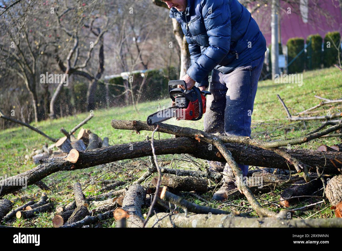 The traditional way of sawing a tree with a chainsaw Stock Photo - Alamy