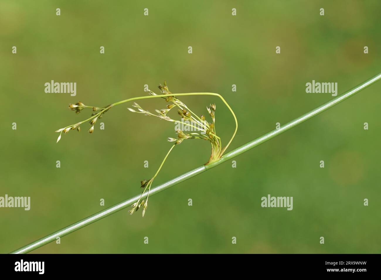 Common rush hi-res stock photography and images - Alamy