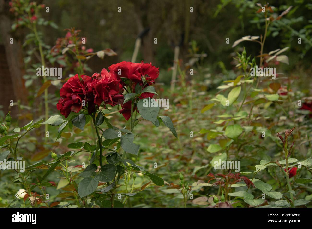 Wild red roses in Poland. Beautiful background of wild roses in ...