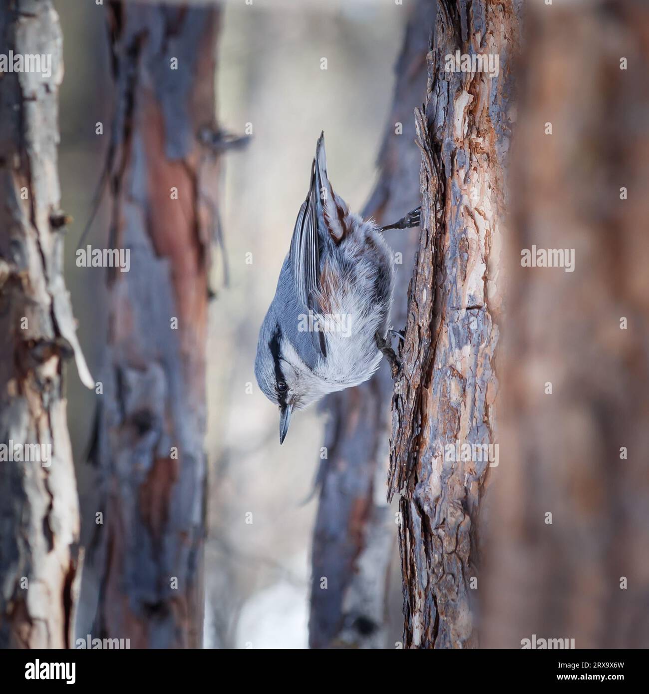 Common larch bark of a tree hi-res stock photography and images - Alamy
