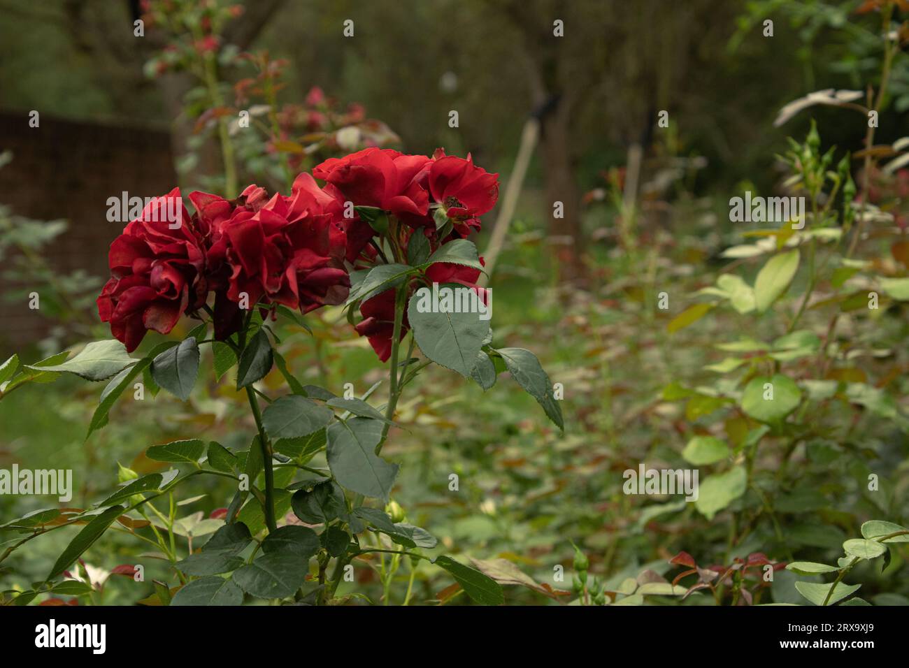 Wild red roses in Poland. Beautiful background of wild roses in ...