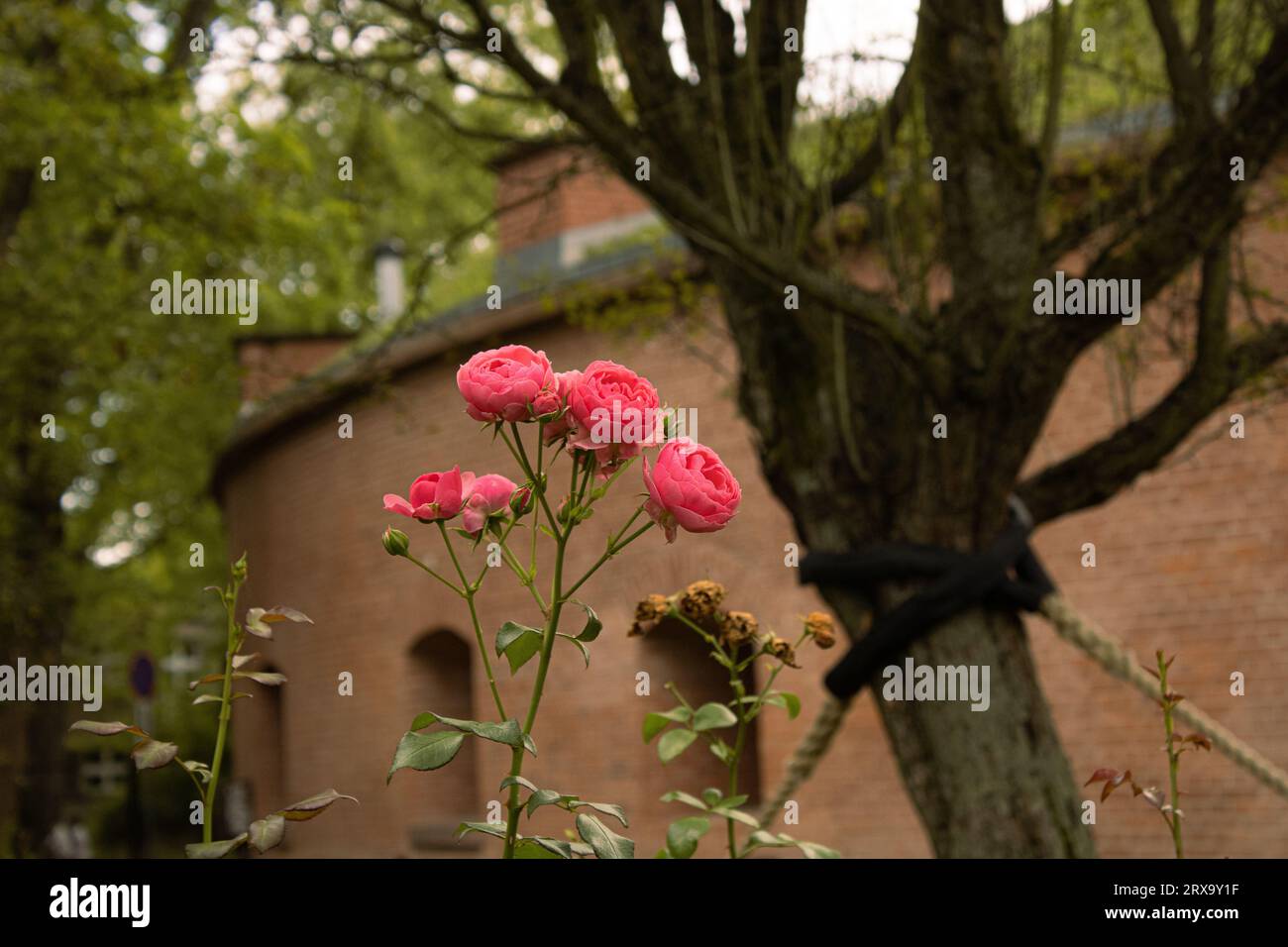 Wildflowerbliss hi-res stock photography and images - Alamy