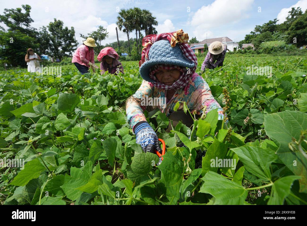 Cambodian farmers work at a jicama, or Mexican turnip, farm near Phnom ...