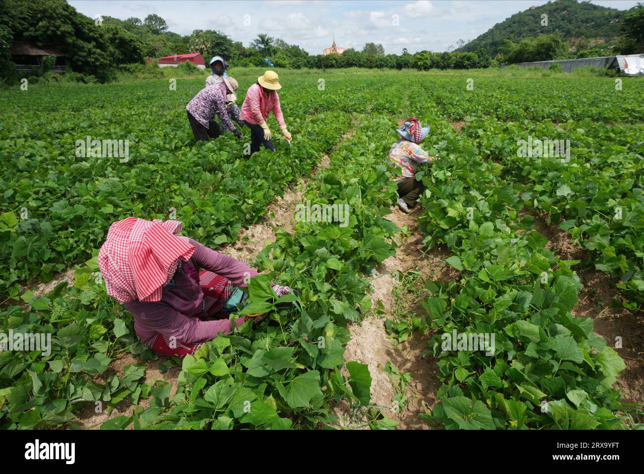 Cambodian farmers work at a jicama, or Mexican turnip, farm near Phnom ...