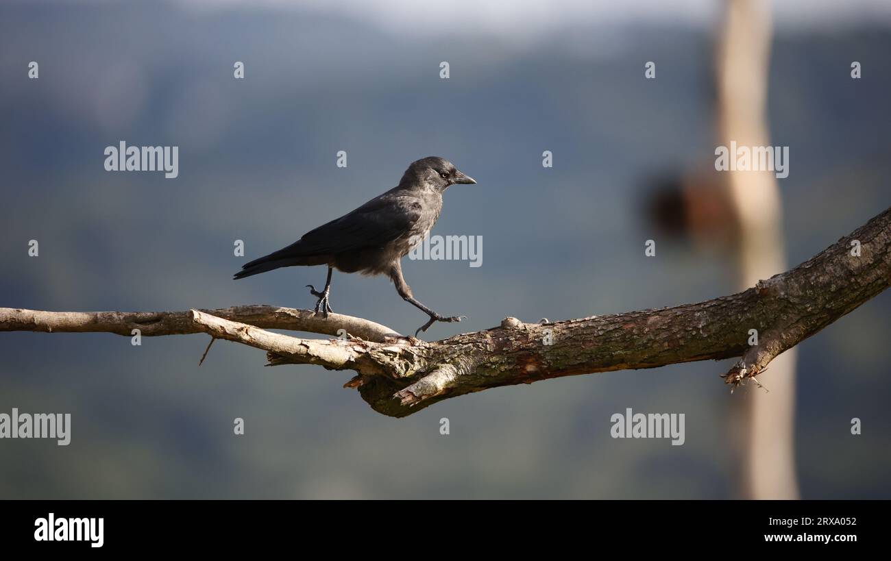 Jackdaws perched hi-res stock photography and images - Alamy