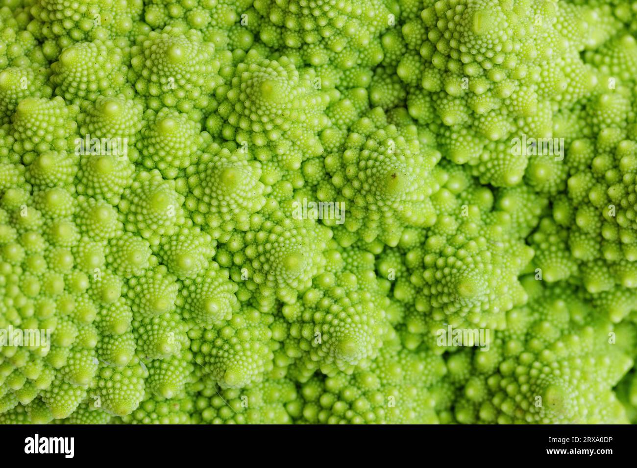 Green romanesco cauliflower close-up Stock Photo - Alamy