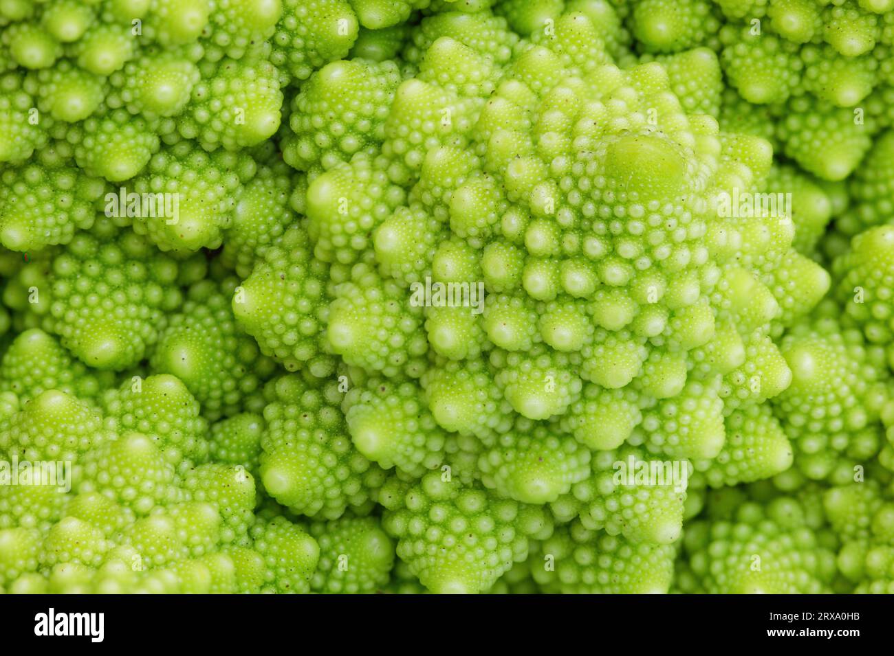 Green romanesco cauliflower close-up Stock Photo - Alamy