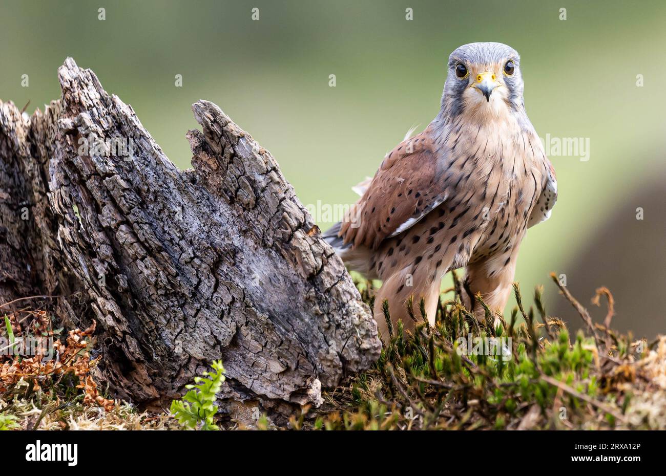 Beautiful Common Kestrel bird in Wild Stock Photo - Alamy