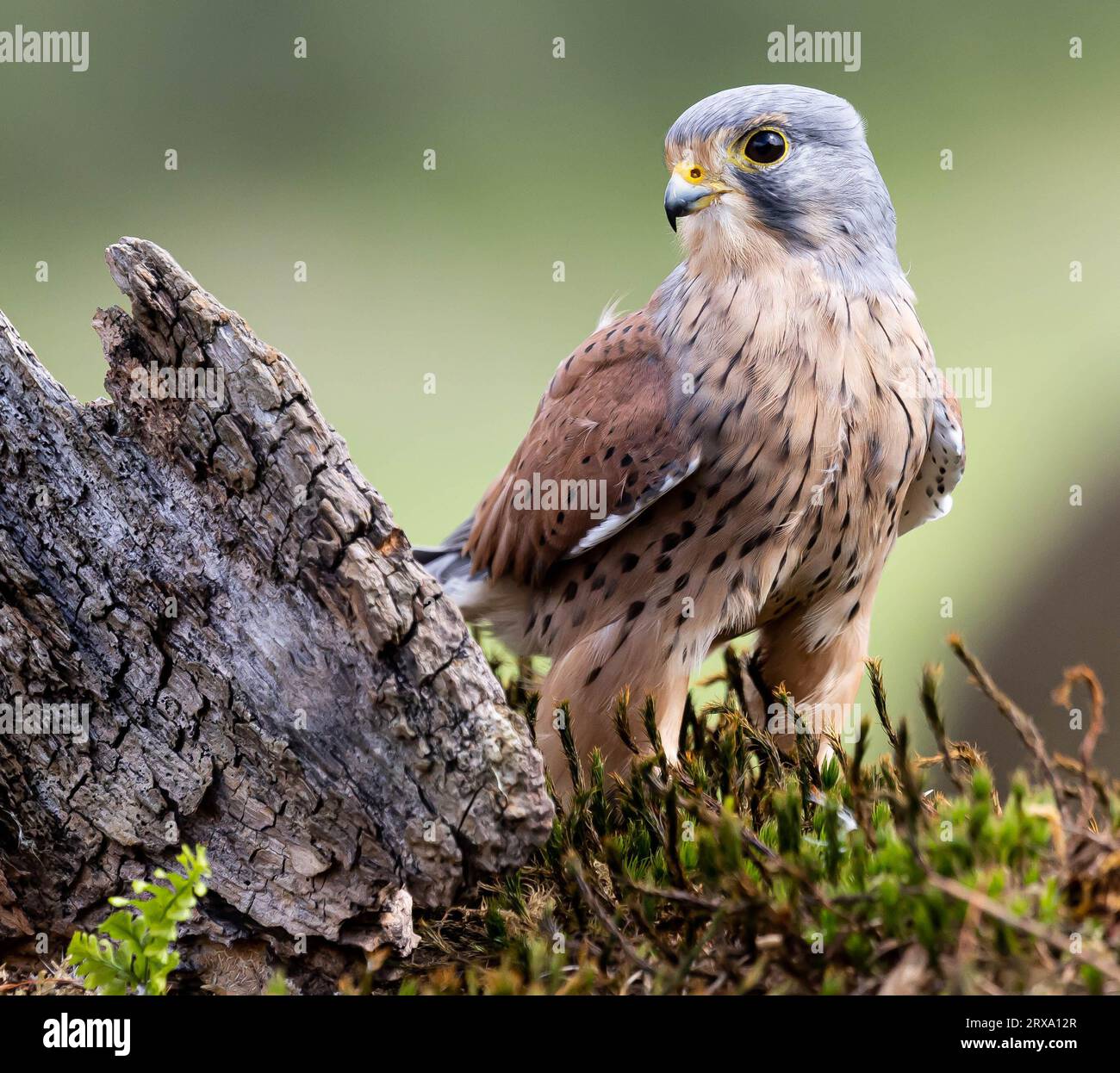 Beautiful scenic aerial close up hi-res stock photography and images ...