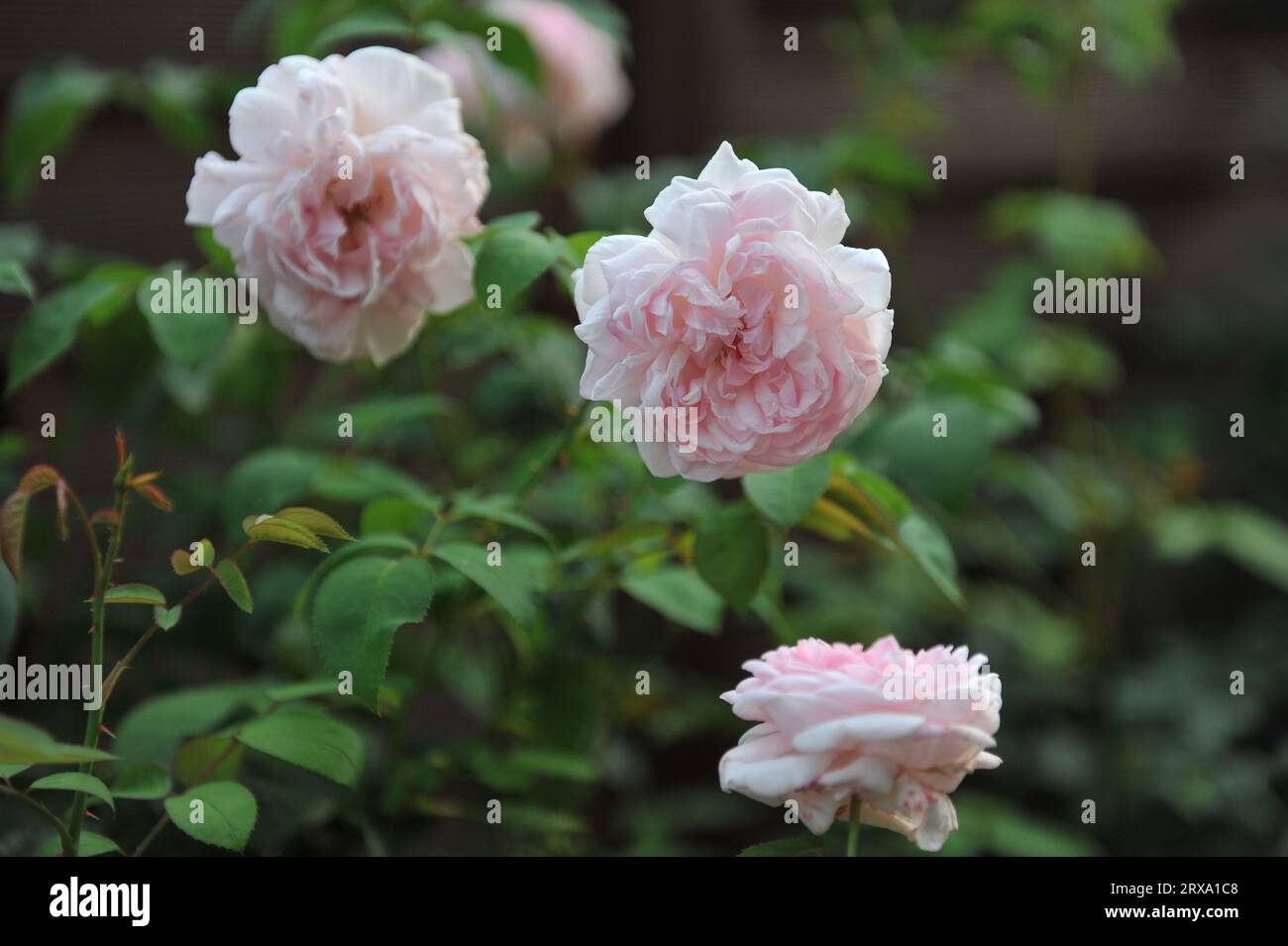 Light pink English shrub rose (Rosa) Eglantyne blooms in a garden in ...