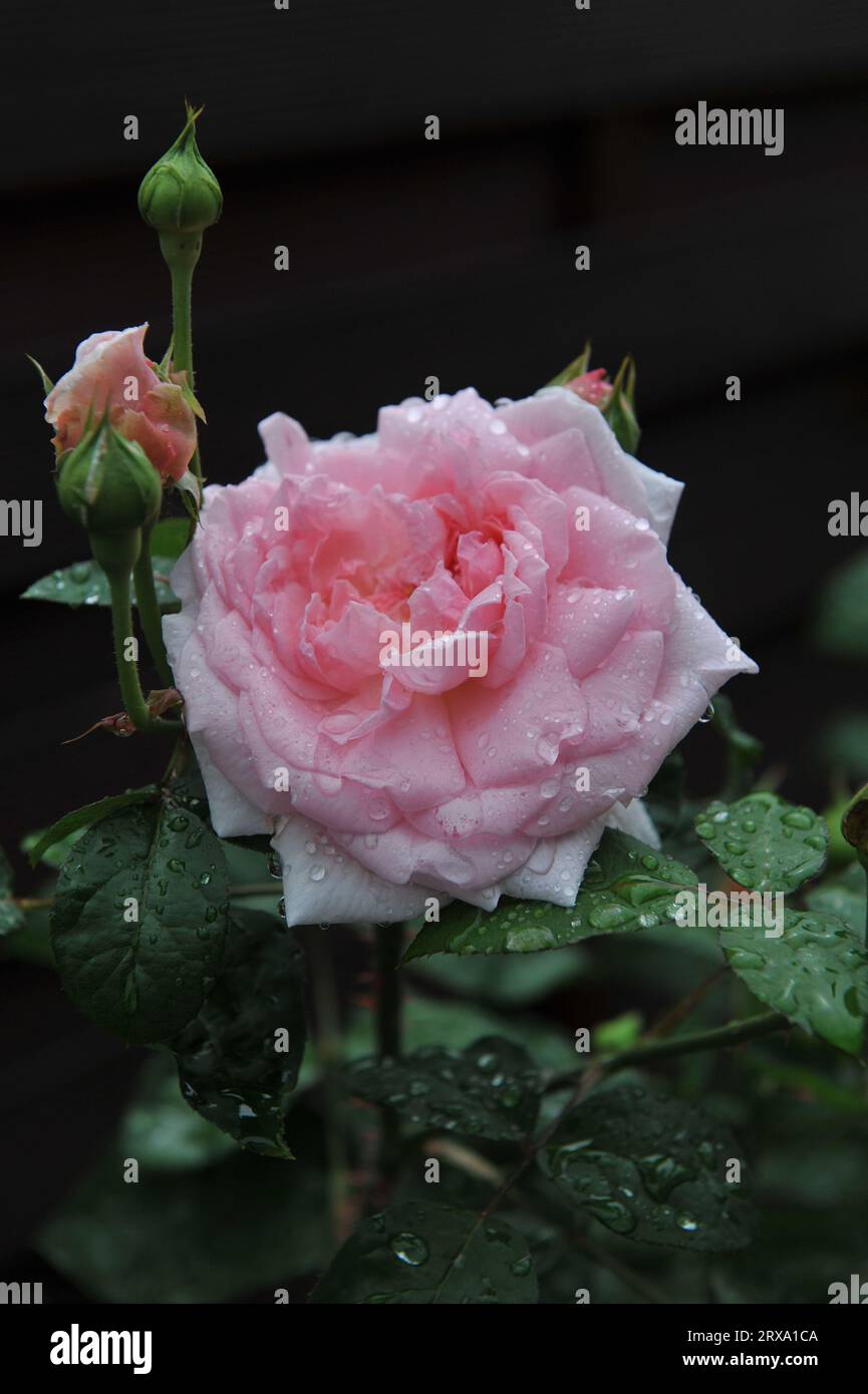 Light pink English shrub rose (Rosa) Eglantyne blooms in a garden in ...