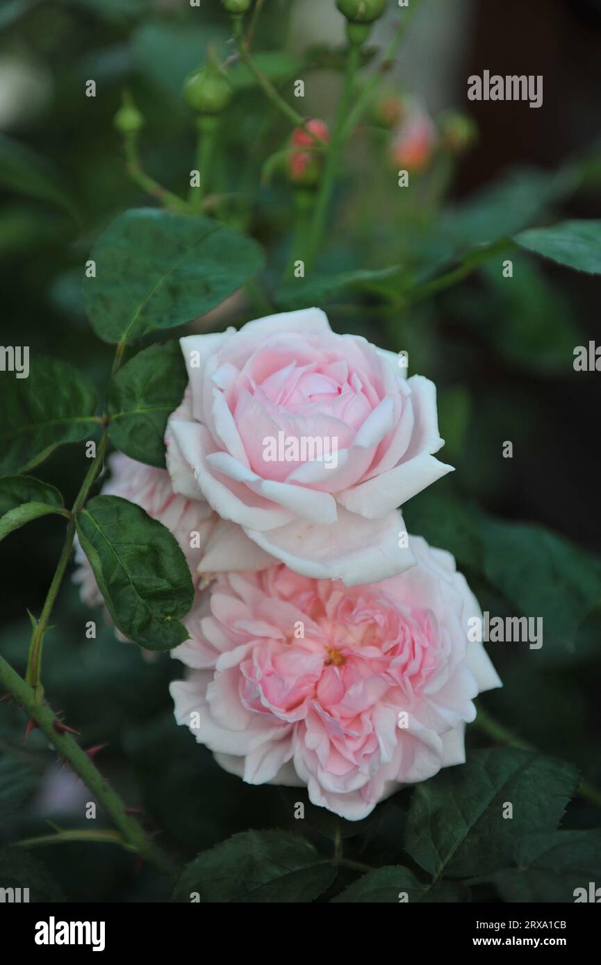Light pink English shrub rose (Rosa) Eglantyne blooms in a garden in ...