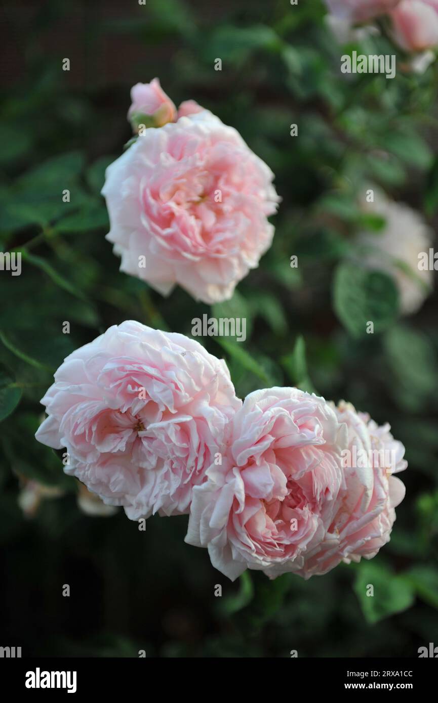 Light pink English shrub rose (Rosa) Eglantyne blooms in a garden in ...