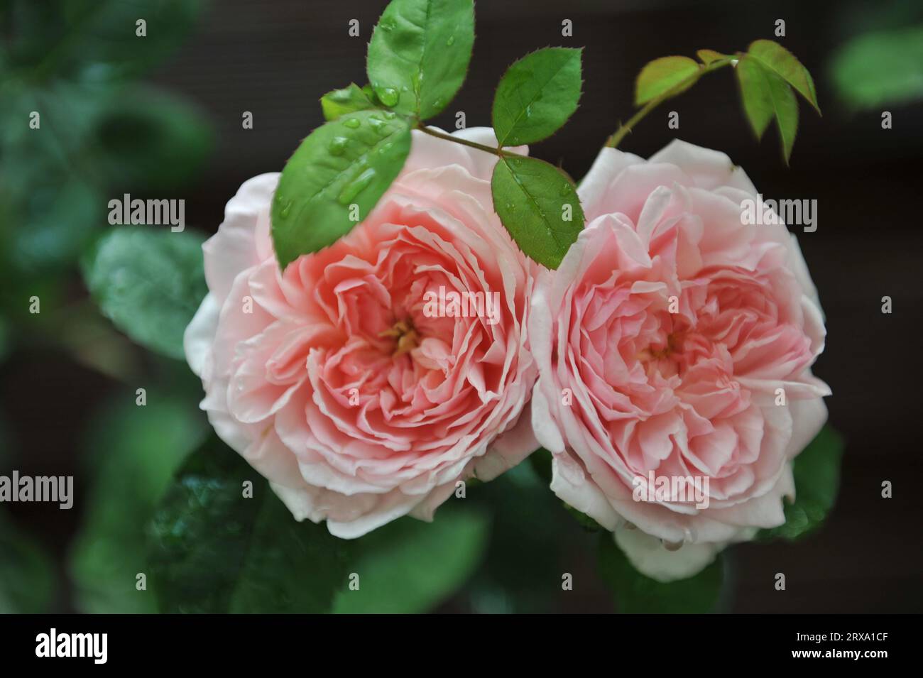 Light pink English shrub rose (Rosa) Eglantyne blooms in a garden in ...