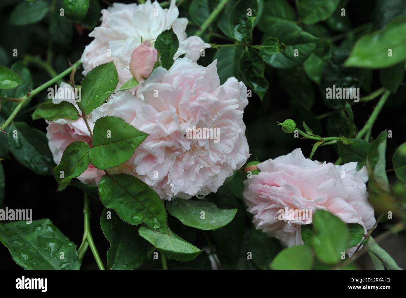 Light pink English shrub rose (Rosa) Eglantyne blooms in a garden in ...