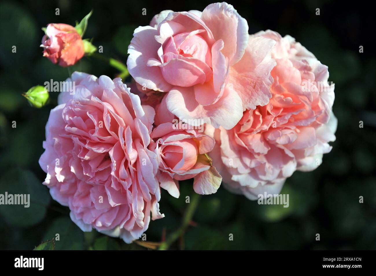 Light pink English shrub rose (Rosa) Eglantyne blooms in a garden in ...