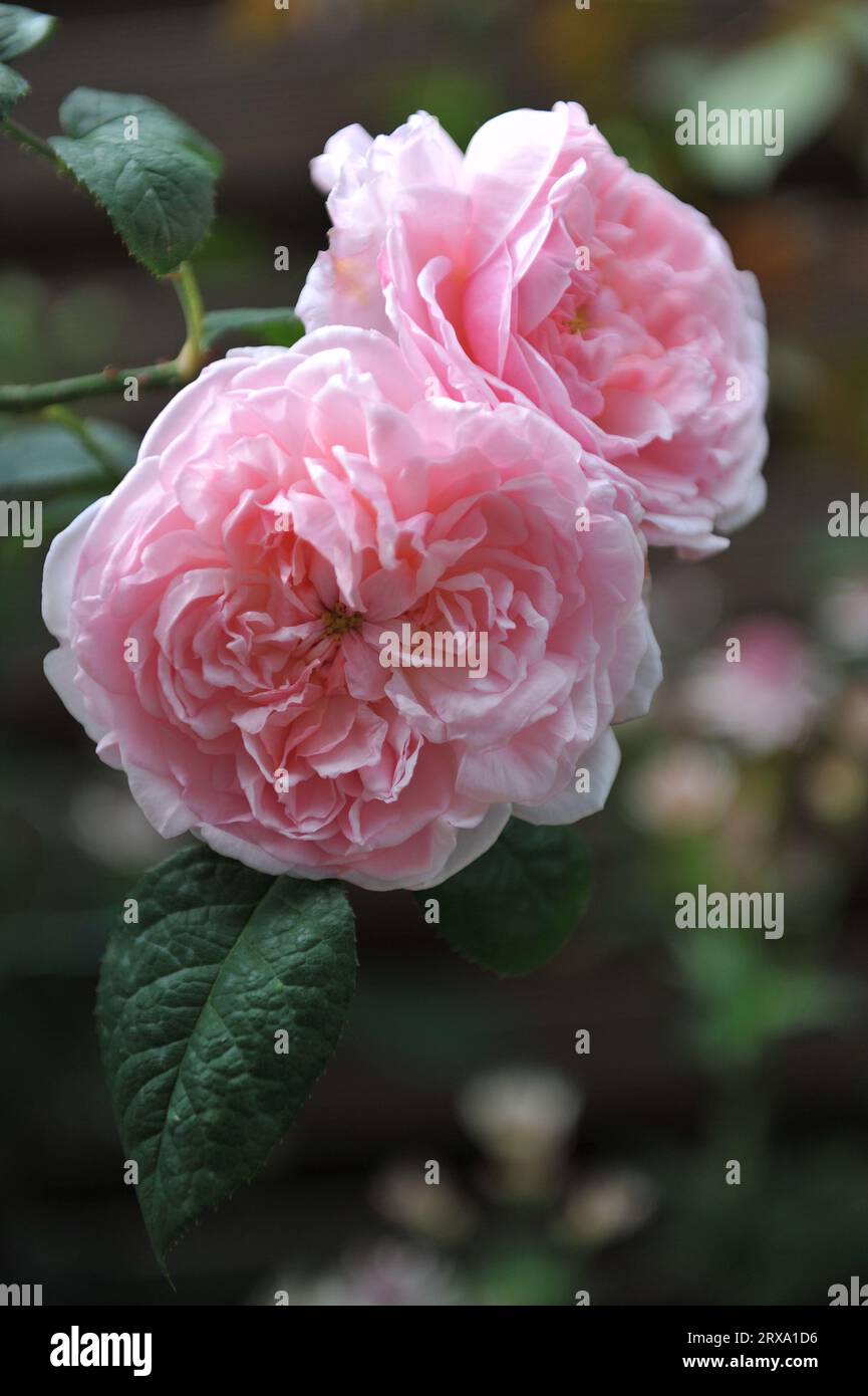 Light pink English shrub rose (Rosa) Eglantyne blooms in a garden in ...