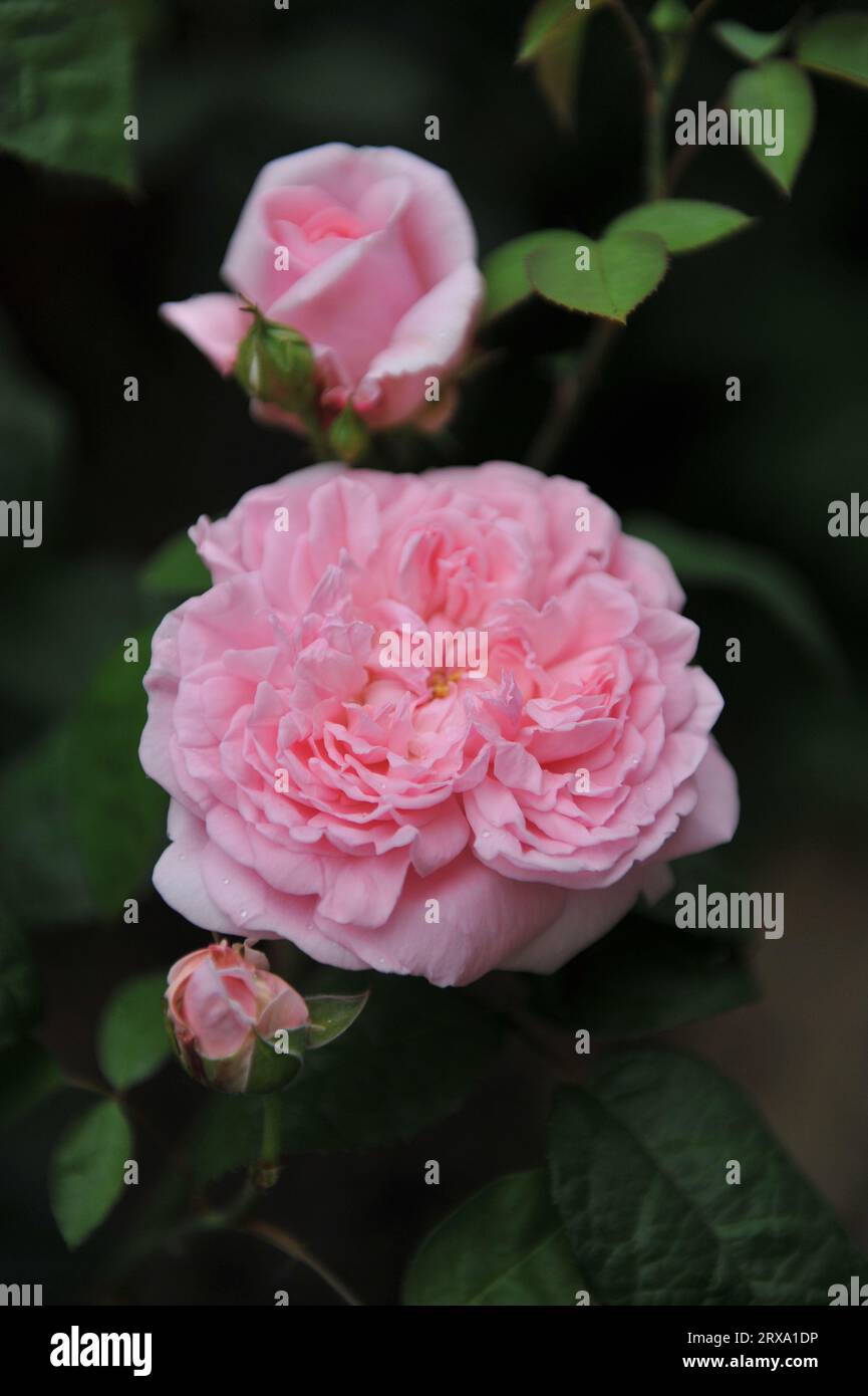 Light pink English shrub rose (Rosa) Eglantyne blooms in a garden in ...