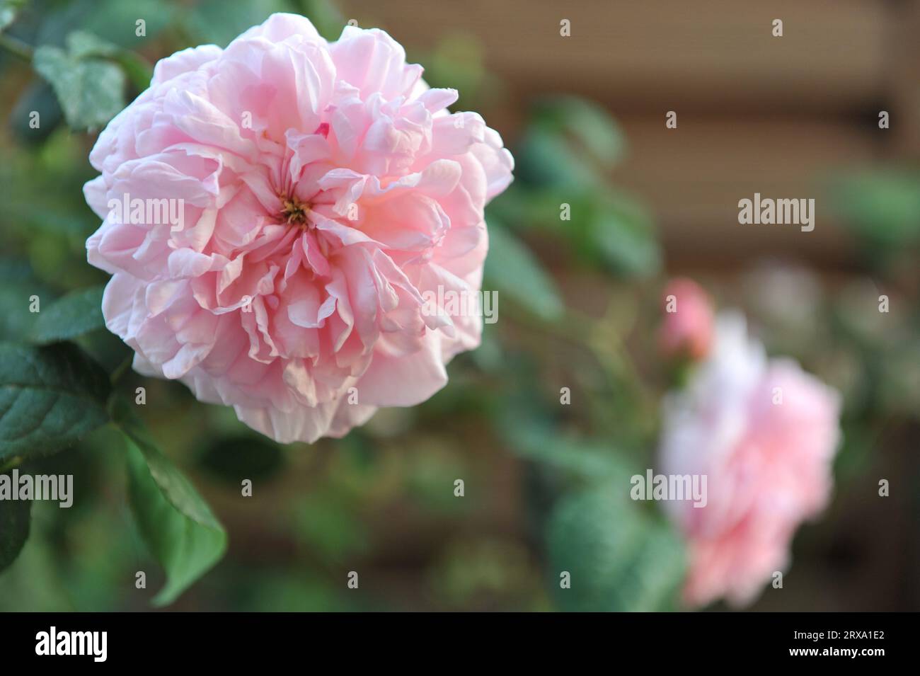 Light pink English shrub rose (Rosa) Eglantyne blooms in a garden in ...