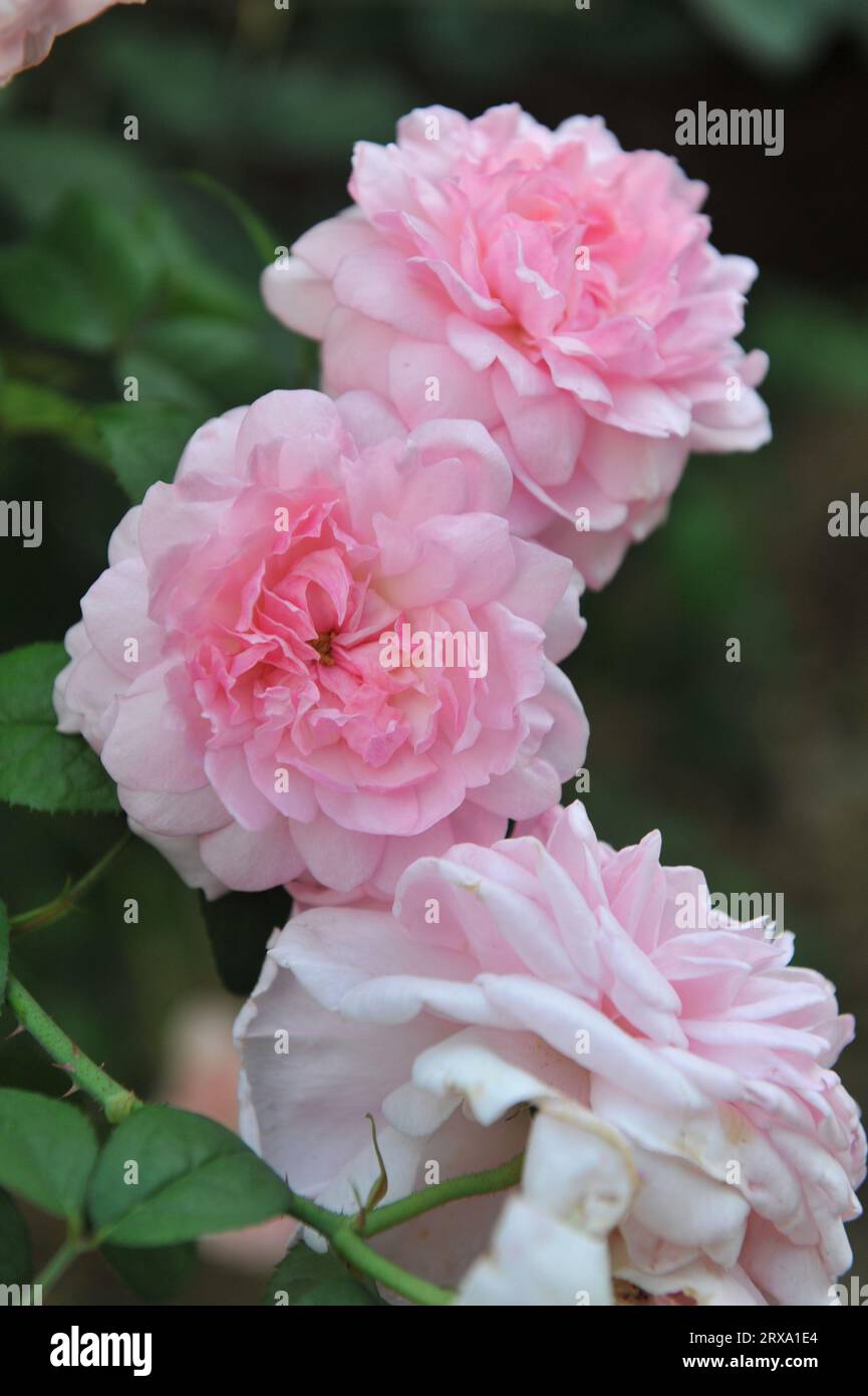Light pink English shrub rose (Rosa) Eglantyne blooms in a garden in ...