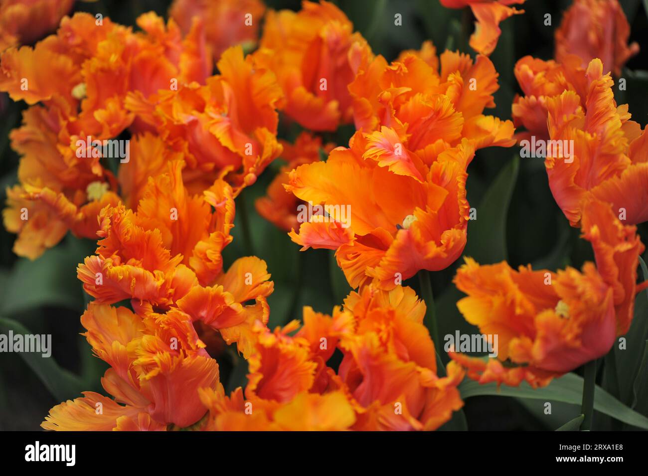 Orange tulips (Tulipa) Amazing Parrot bloom in a garden in April Stock ...