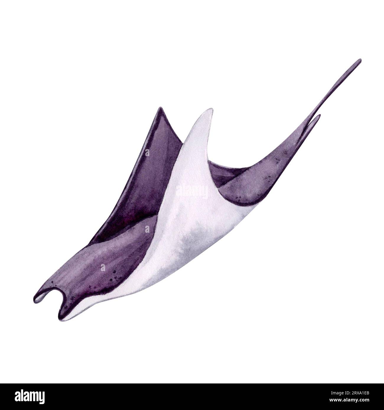 Hand drawn watercolor illustration of manta ray. Underwater coral sea ...