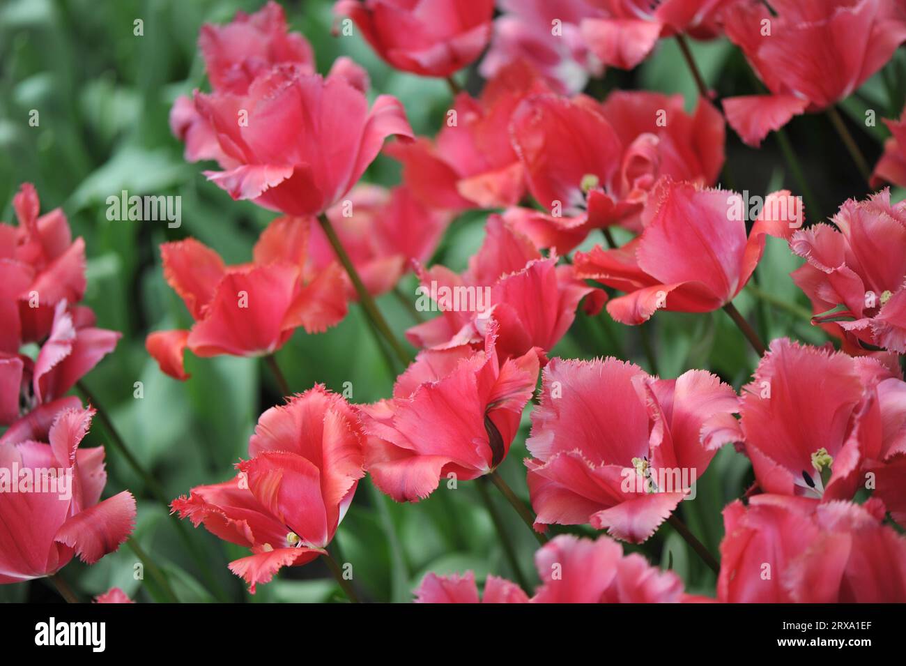 Red fringed tulips (Tulipa) Amy Joy bloom in a garden in April Stock ...