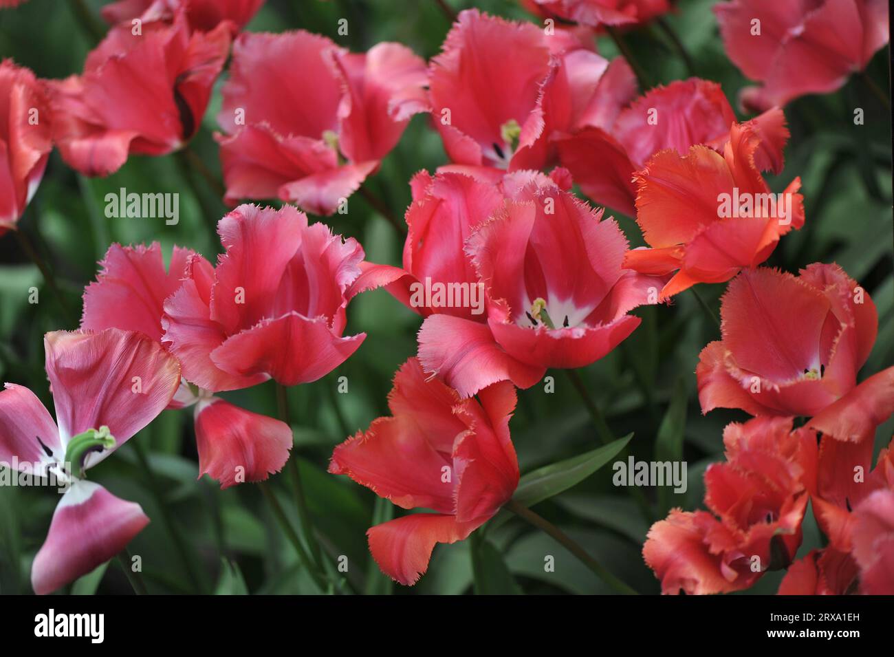 Red fringed tulips (Tulipa) Amy Joy bloom in a garden in April Stock ...
