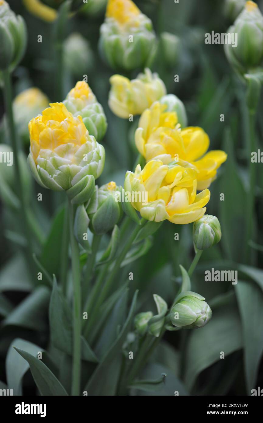 Yellow peony-flowered Double Late tulips (Tulipa) Andre 75 bloom in a ...