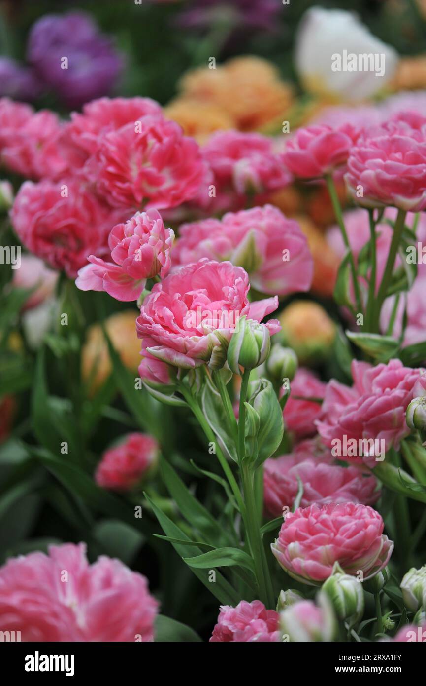Pink multi-flowered Double Late tulips (Tulipa) Anne Fleur bloom in a ...
