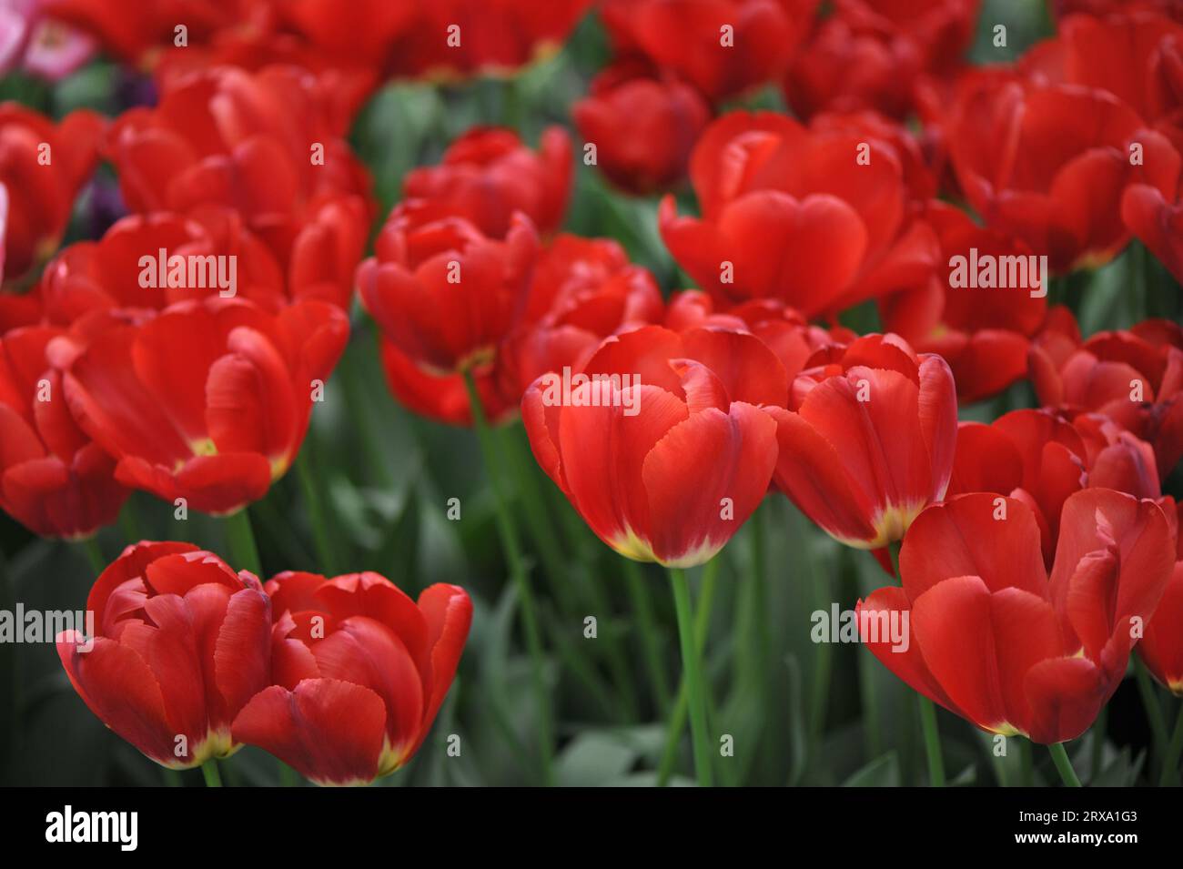 Red Triumph tulips (Tulipa) Antarctica Fire bloom in a garden in April ...