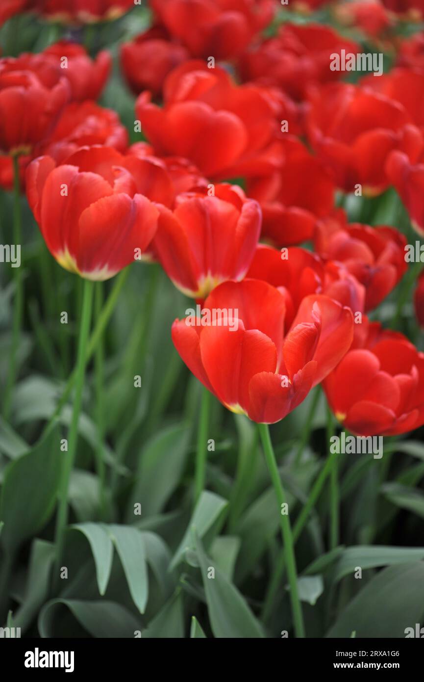 Red Triumph tulips (Tulipa) Antarctica Fire bloom in a garden in April ...