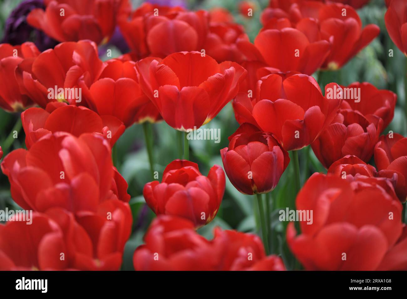 Red Triumph tulips (Tulipa) Antarctica Fire bloom in a garden in April ...