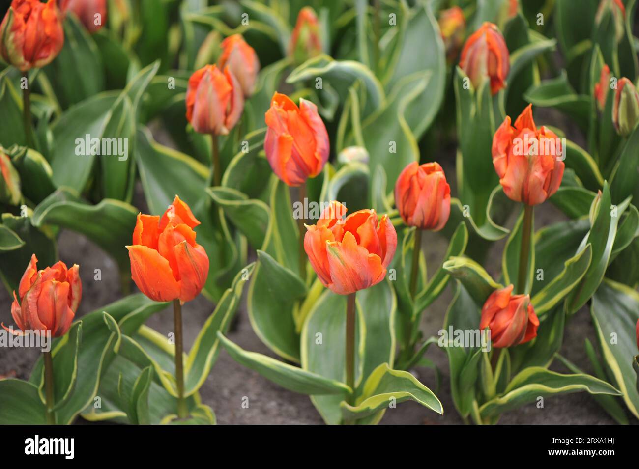 Orange Triumph tulips (Tulipa) Arjuna with variegated foliage bloom in ...