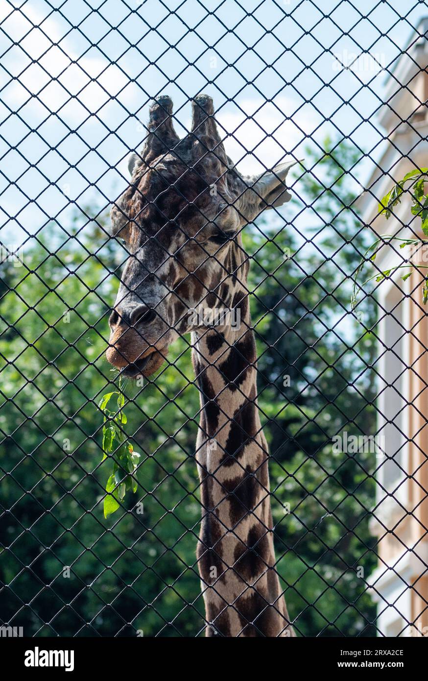 Giraffe behind tree hi-res stock photography and images - Alamy