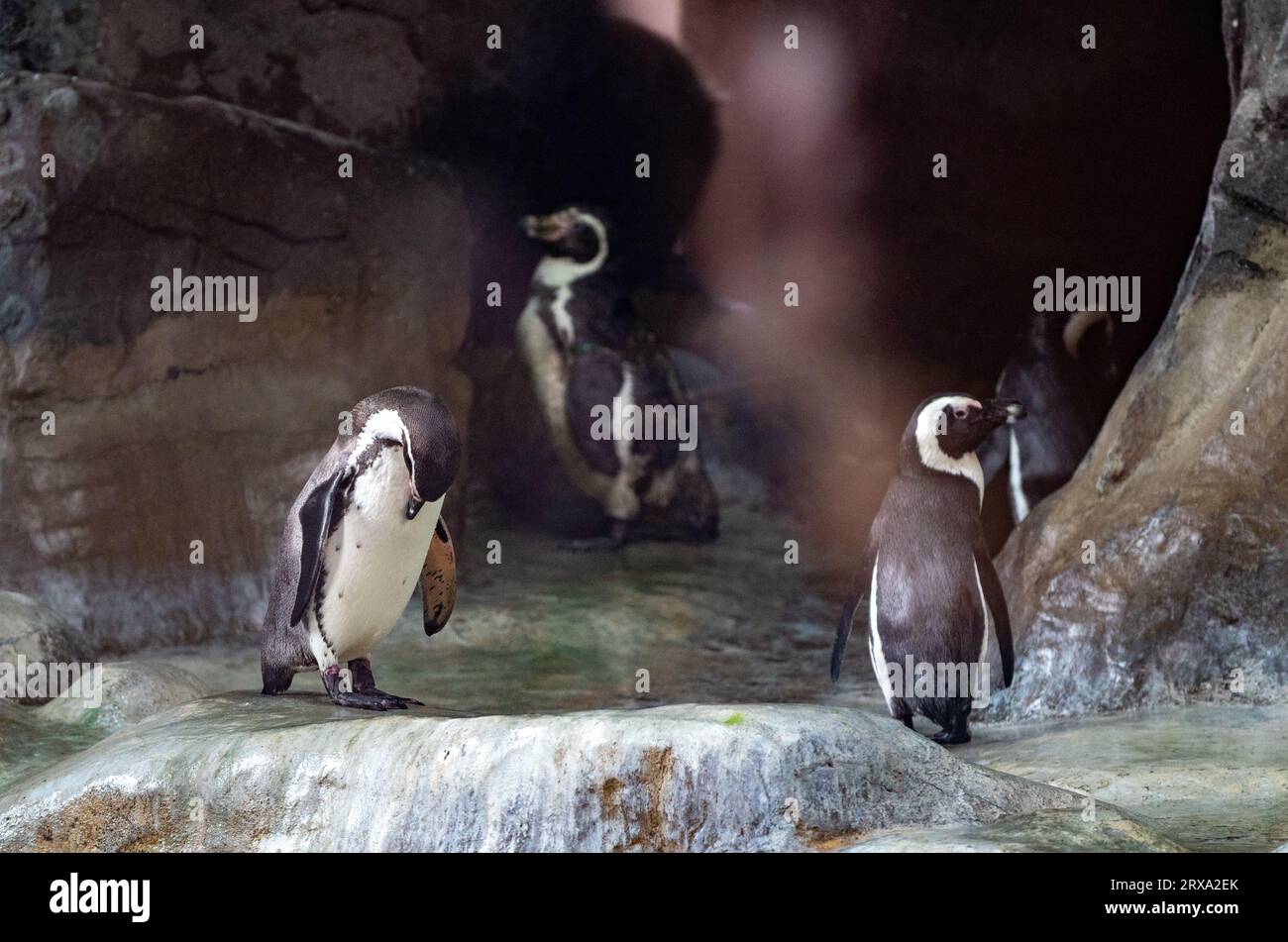 Emperor seafood hi-res stock photography and images - Alamy