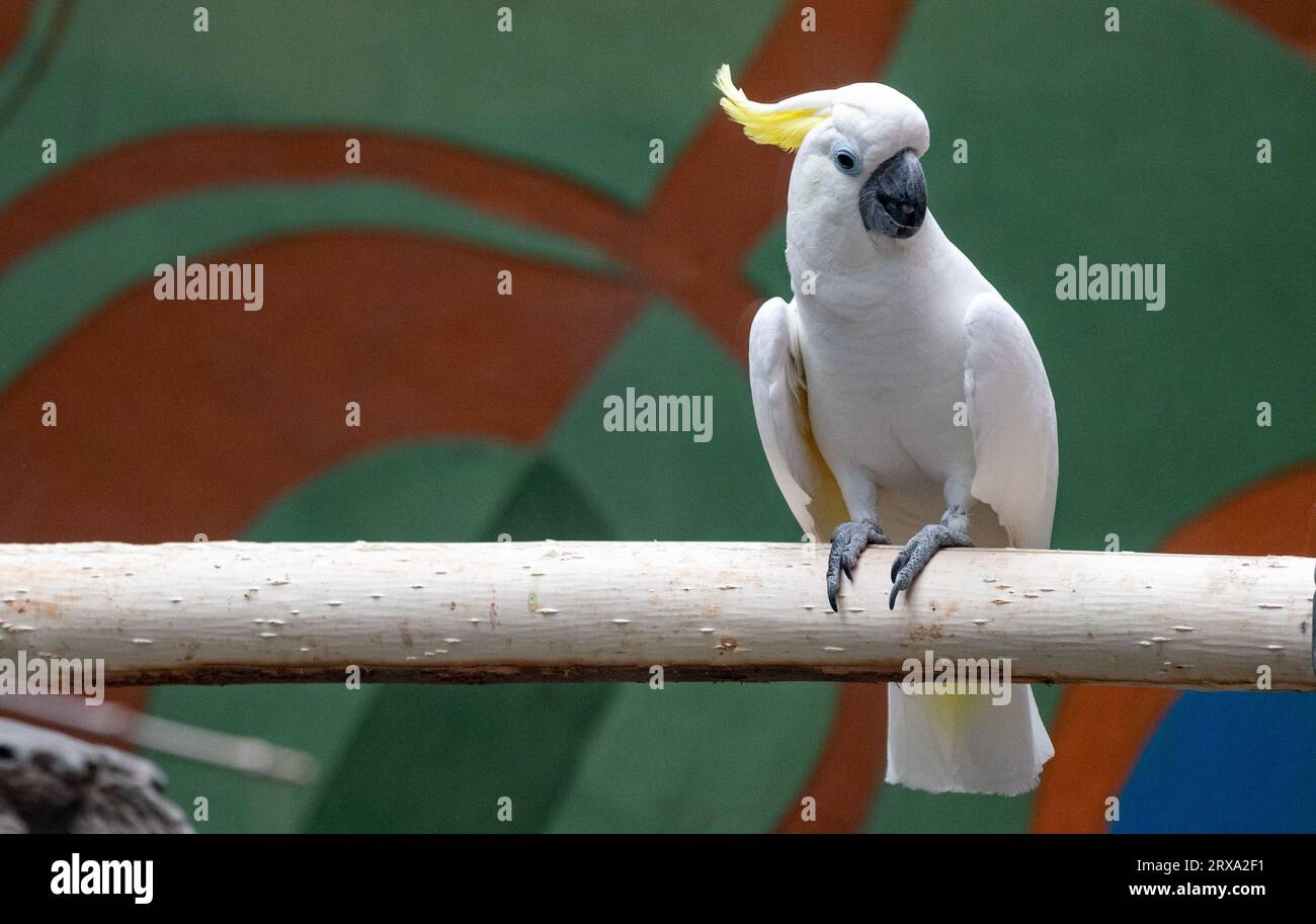 A large yellow-crested cockatoo in the aviary of the Moscow Zoo Stock ...