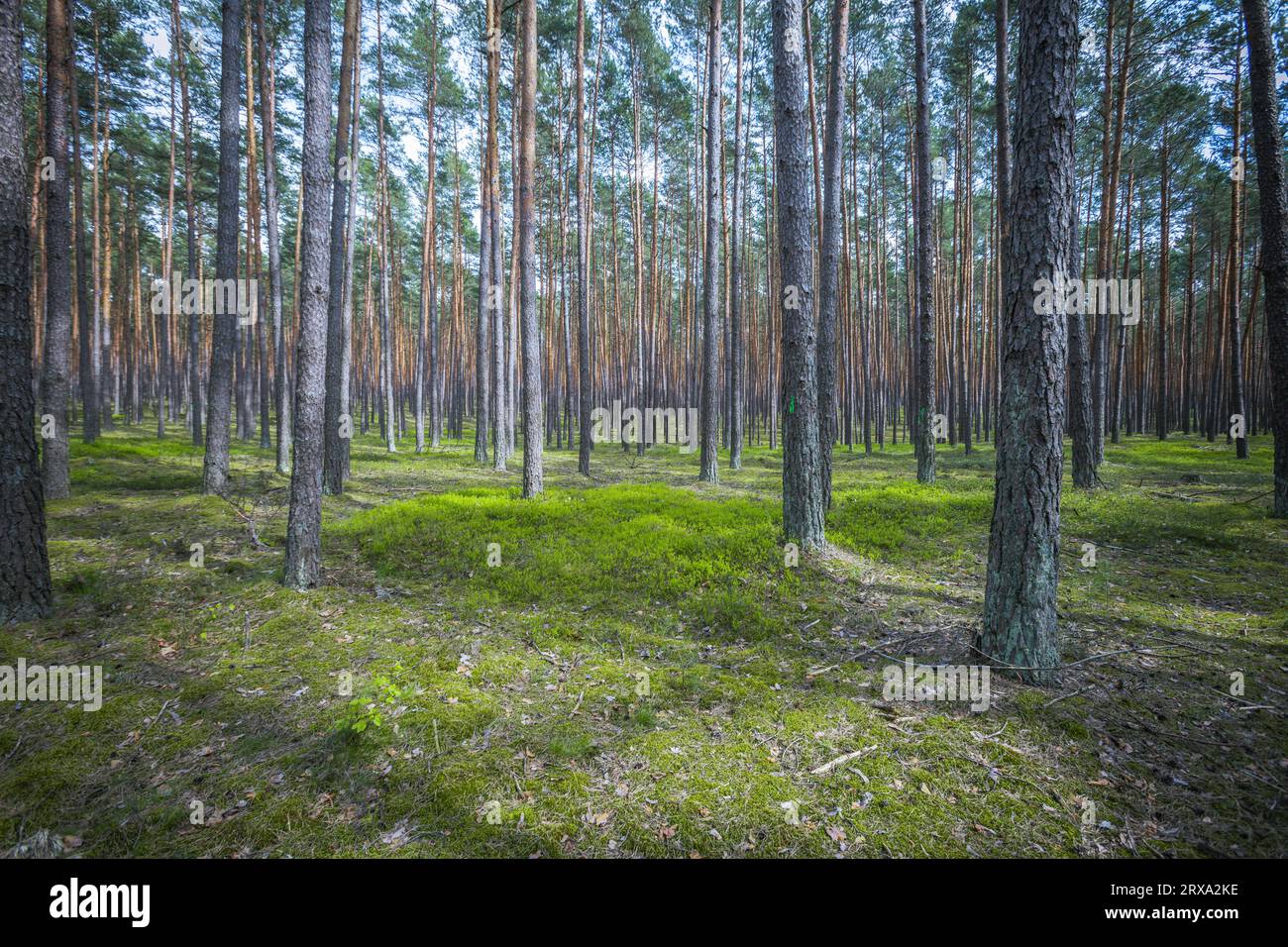 Polish forests, wild nature of Poland, expeditions around Poland ...